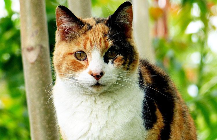 Gato_Tricolor